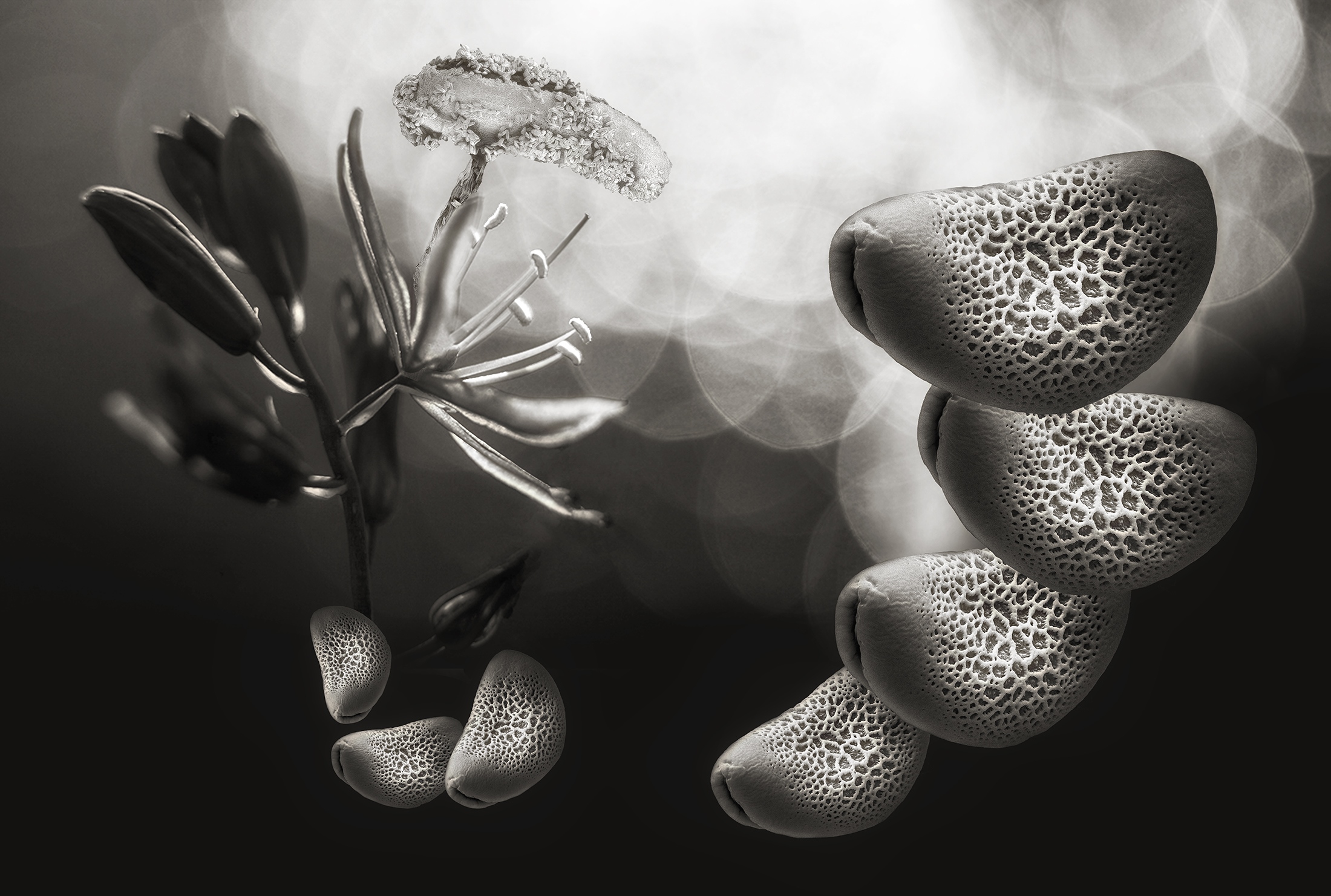 Robert Dash Photography