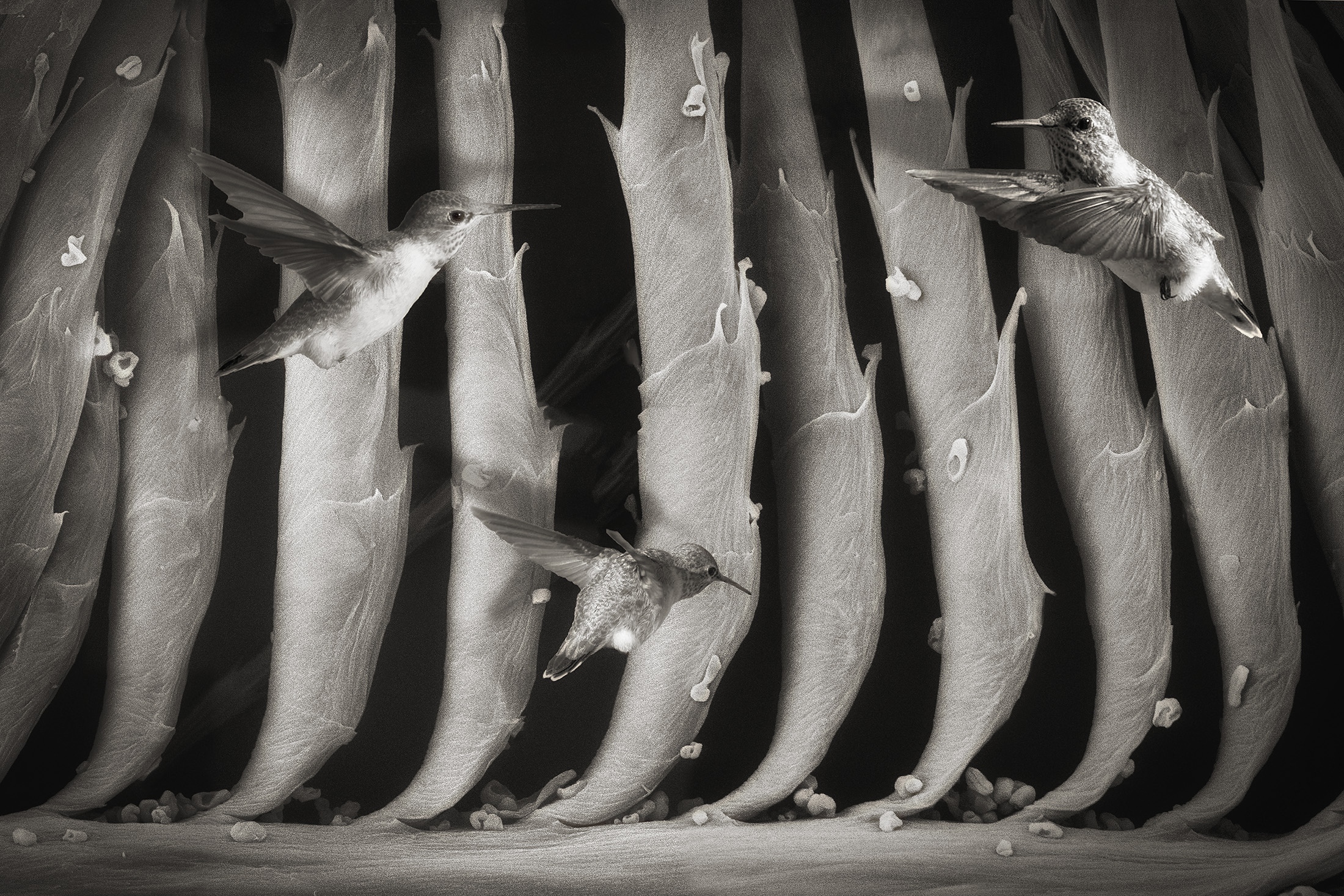 Robert Dash Photography