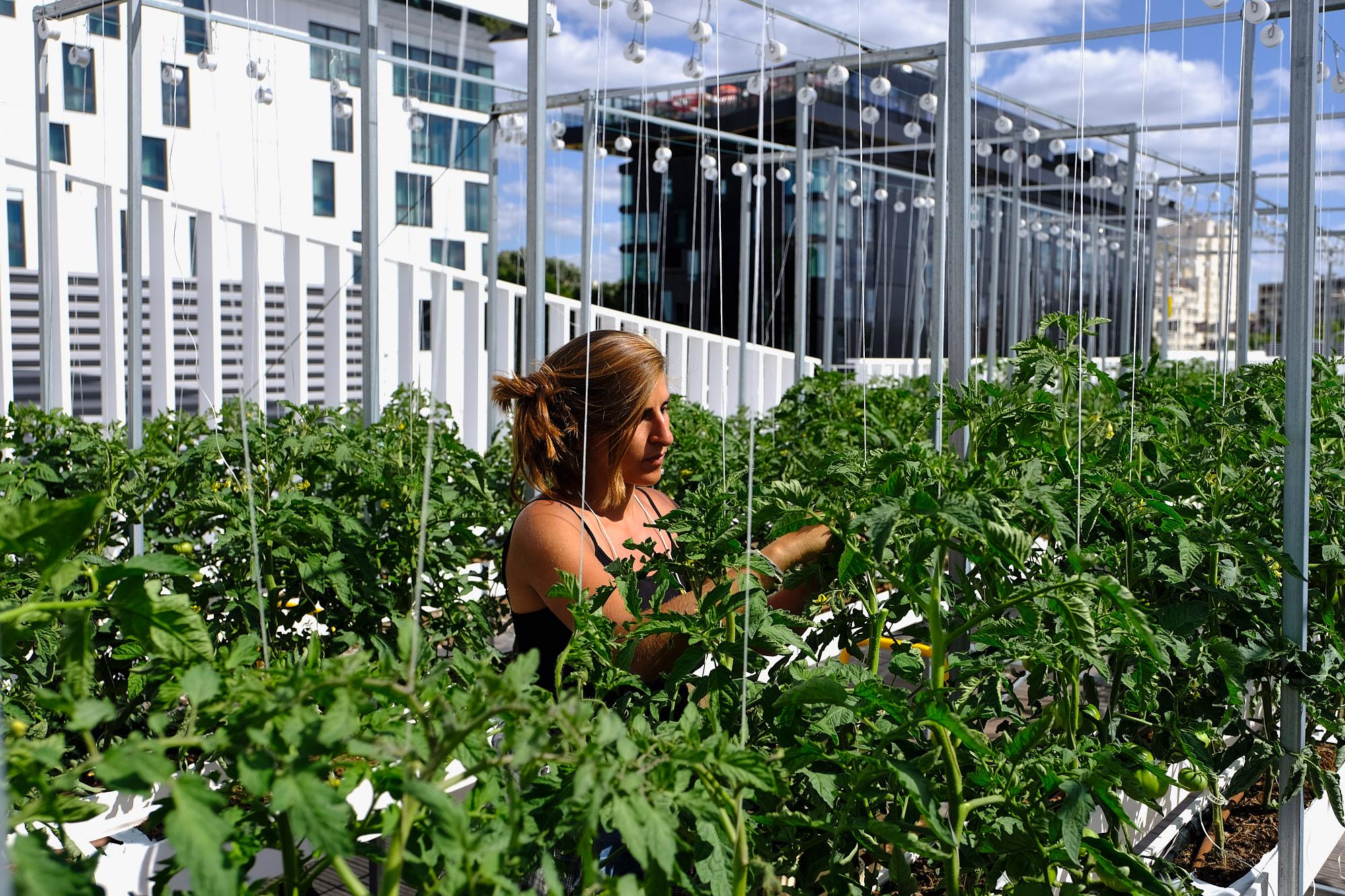 Europe's largest Urban roof farm in Paris uses aeroponics the maximise ...