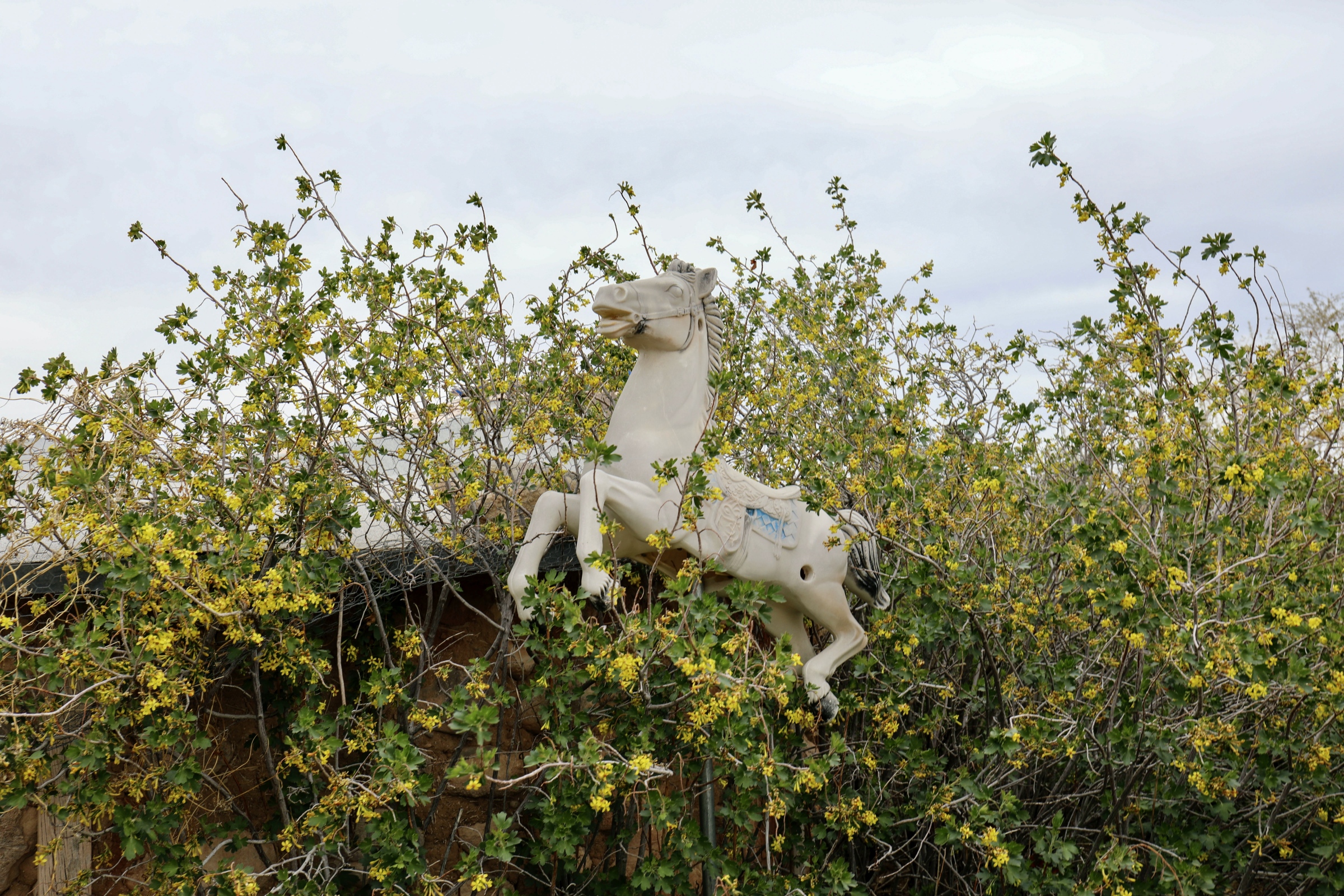 Store - Argo Collective